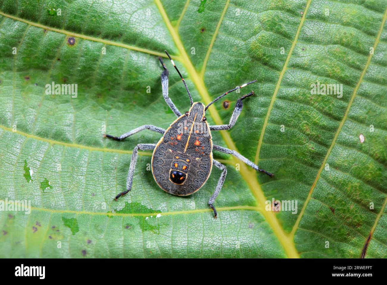 Hemiptera bugs in the wild, North China Stock Photo - Alamy