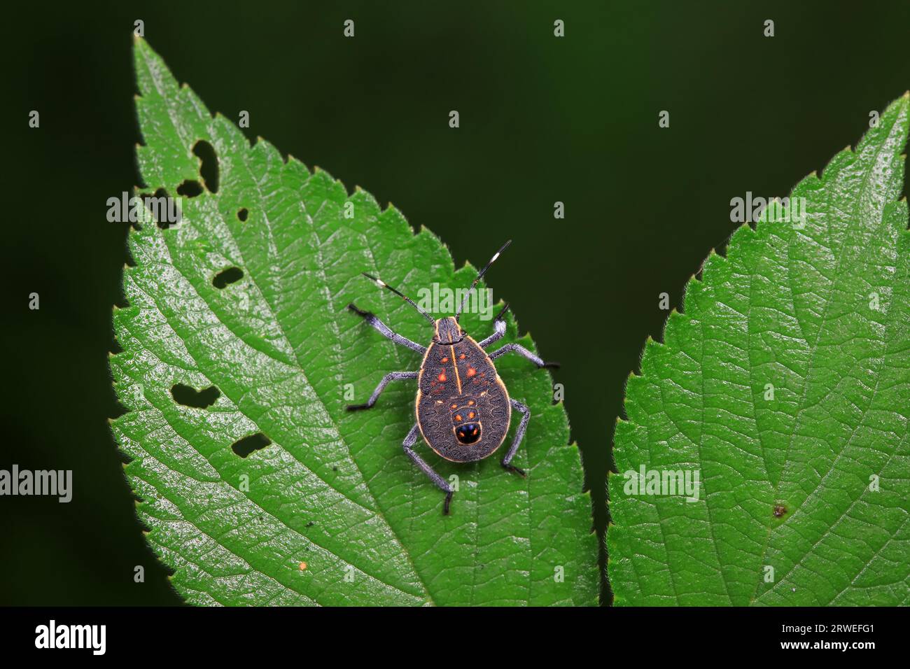 Hemiptera bugs in the wild, North China Stock Photo - Alamy