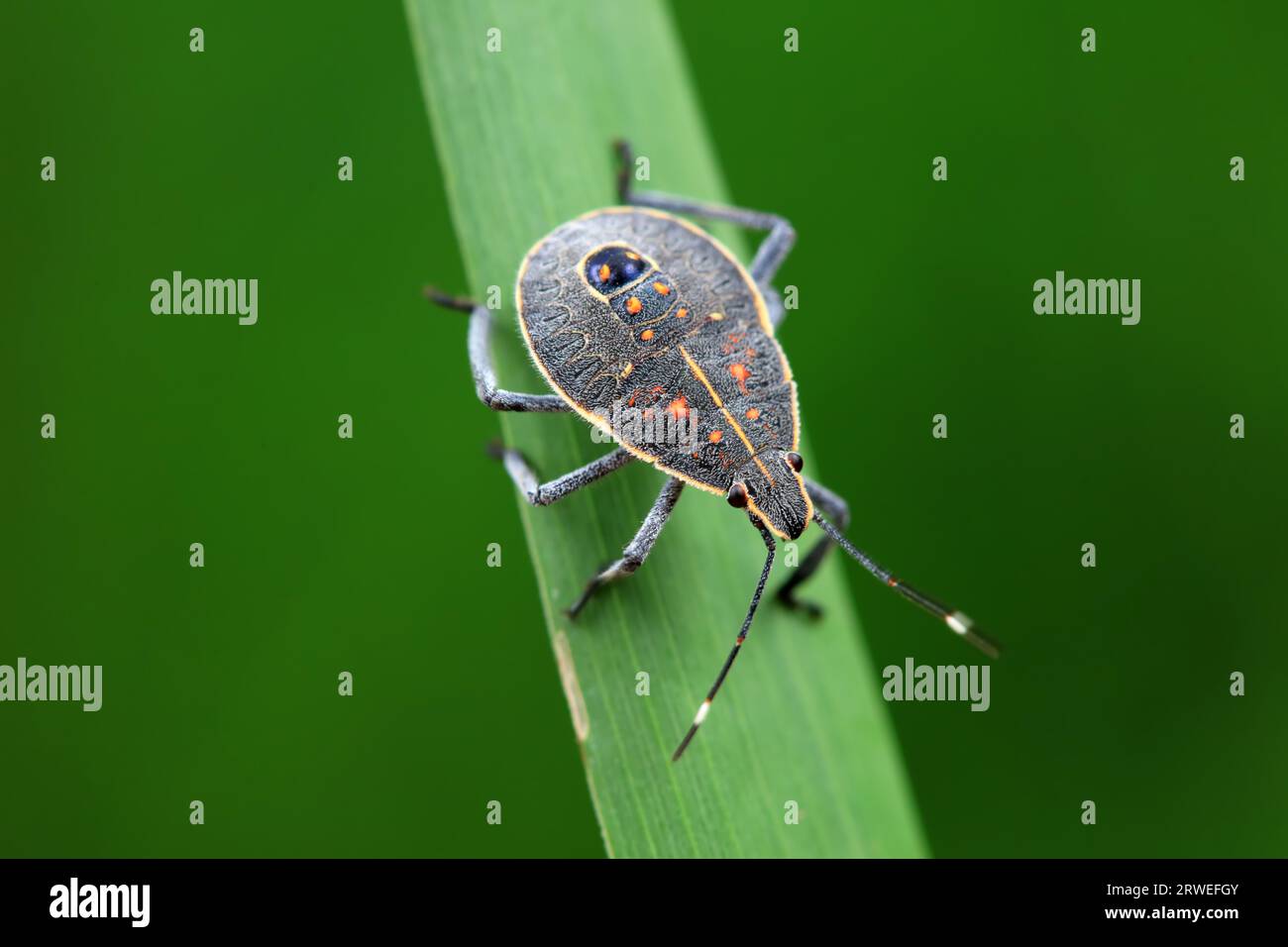 Hemiptera bugs in the wild, North China Stock Photo - Alamy