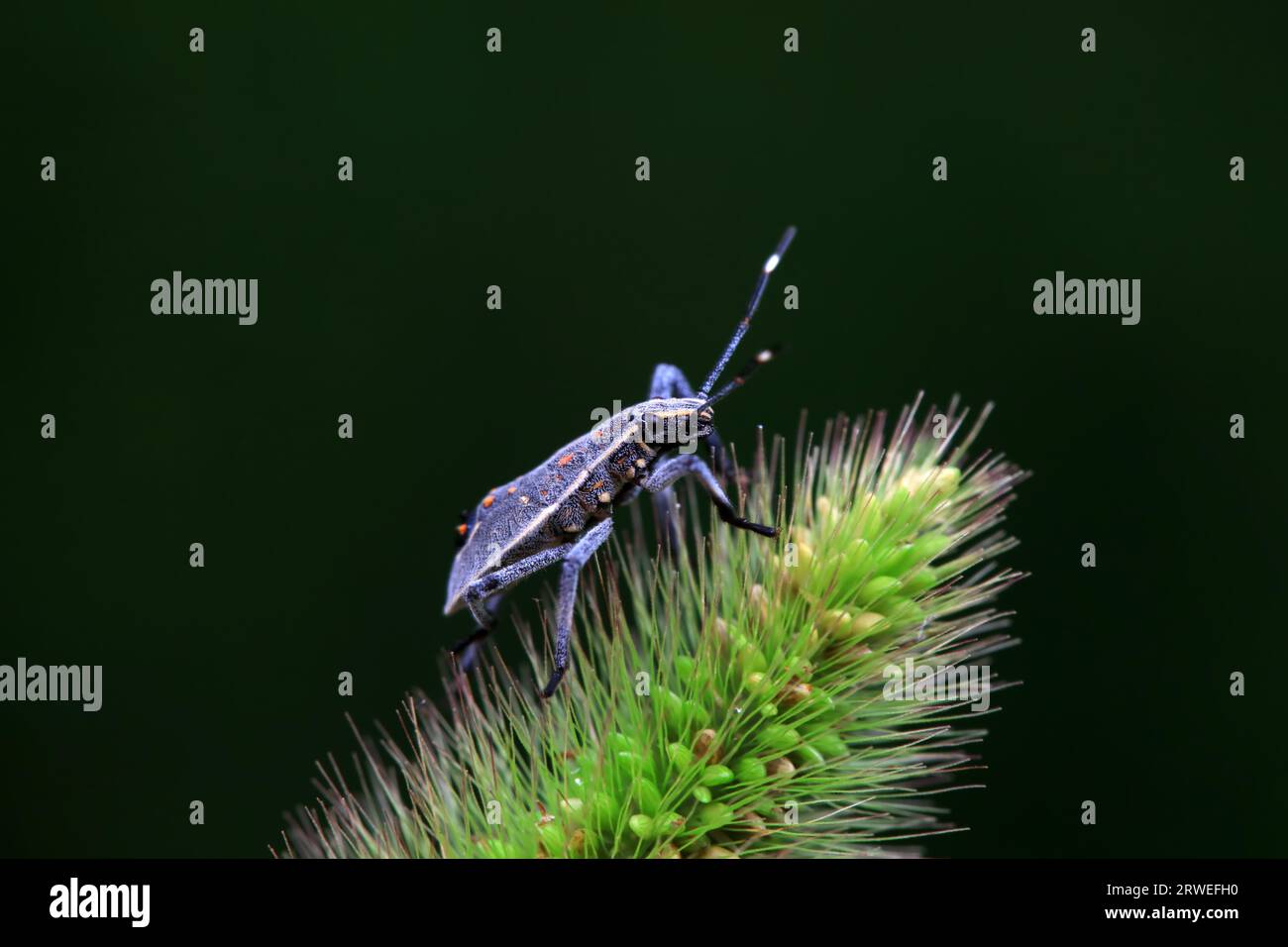Hemiptera bugs in the wild, North China Stock Photo - Alamy