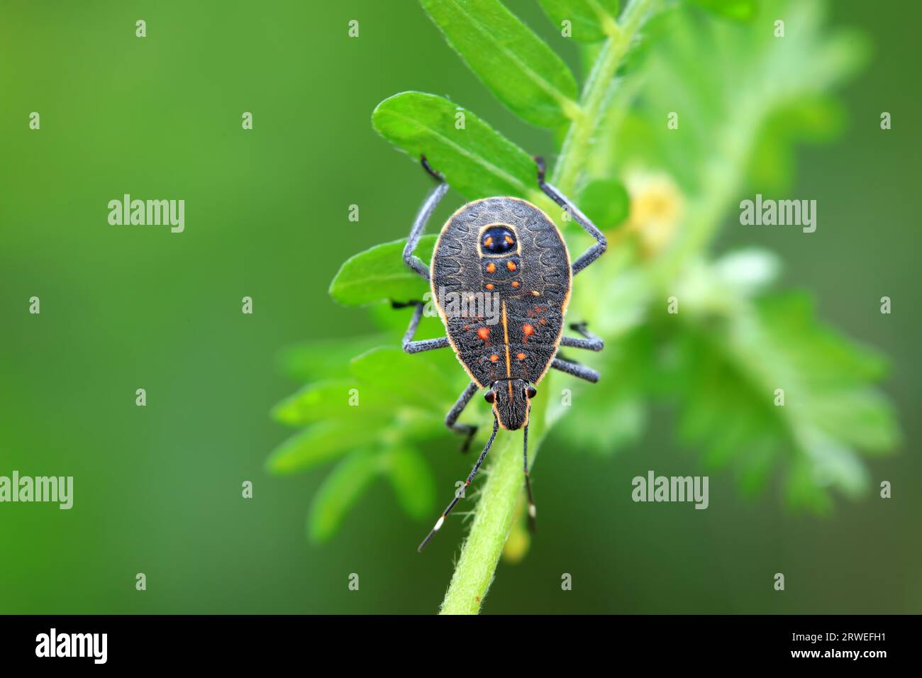 Hemiptera bugs in the wild, North China Stock Photo - Alamy