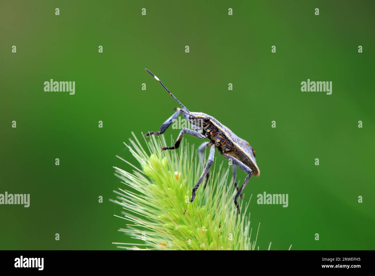 Hemiptera bugs in the wild, North China Stock Photo - Alamy