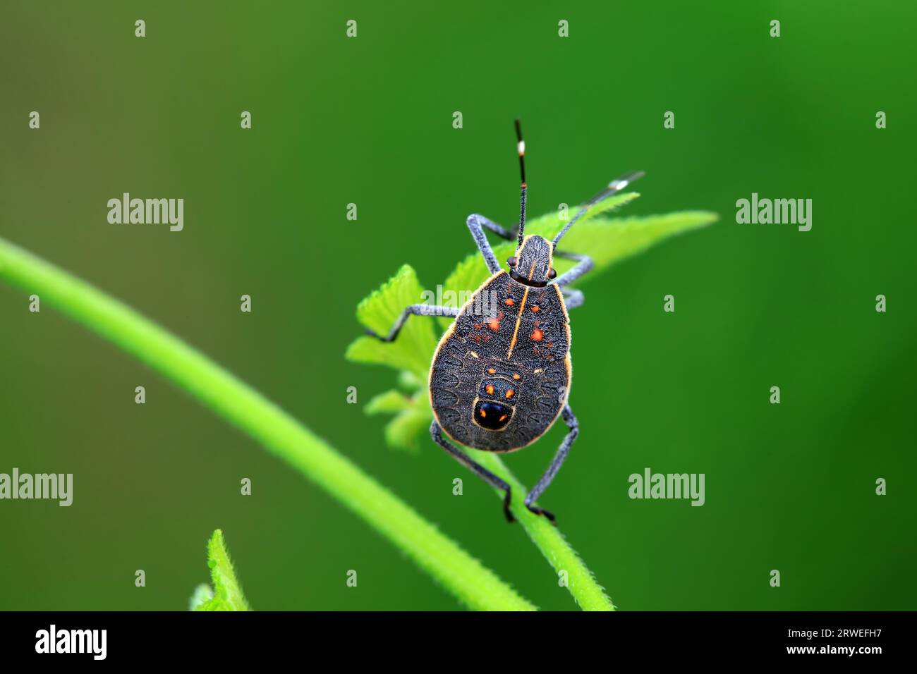 Hemiptera bugs in the wild, North China Stock Photo - Alamy
