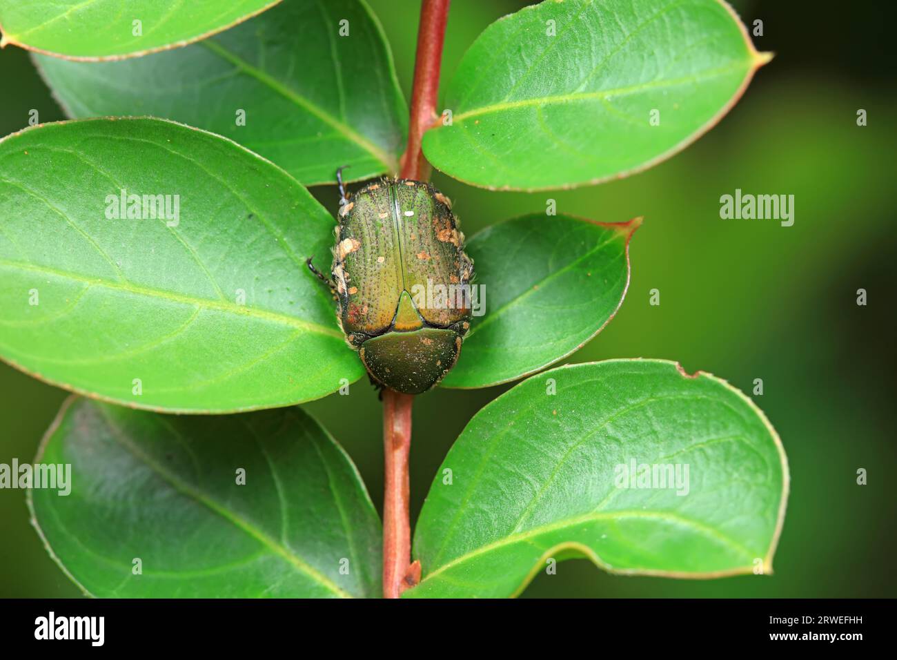 Insects north hi-res stock photography and images - Alamy