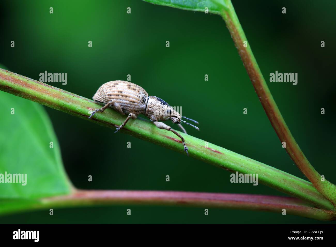Weevil on wild plants, North China Stock Photo - Alamy