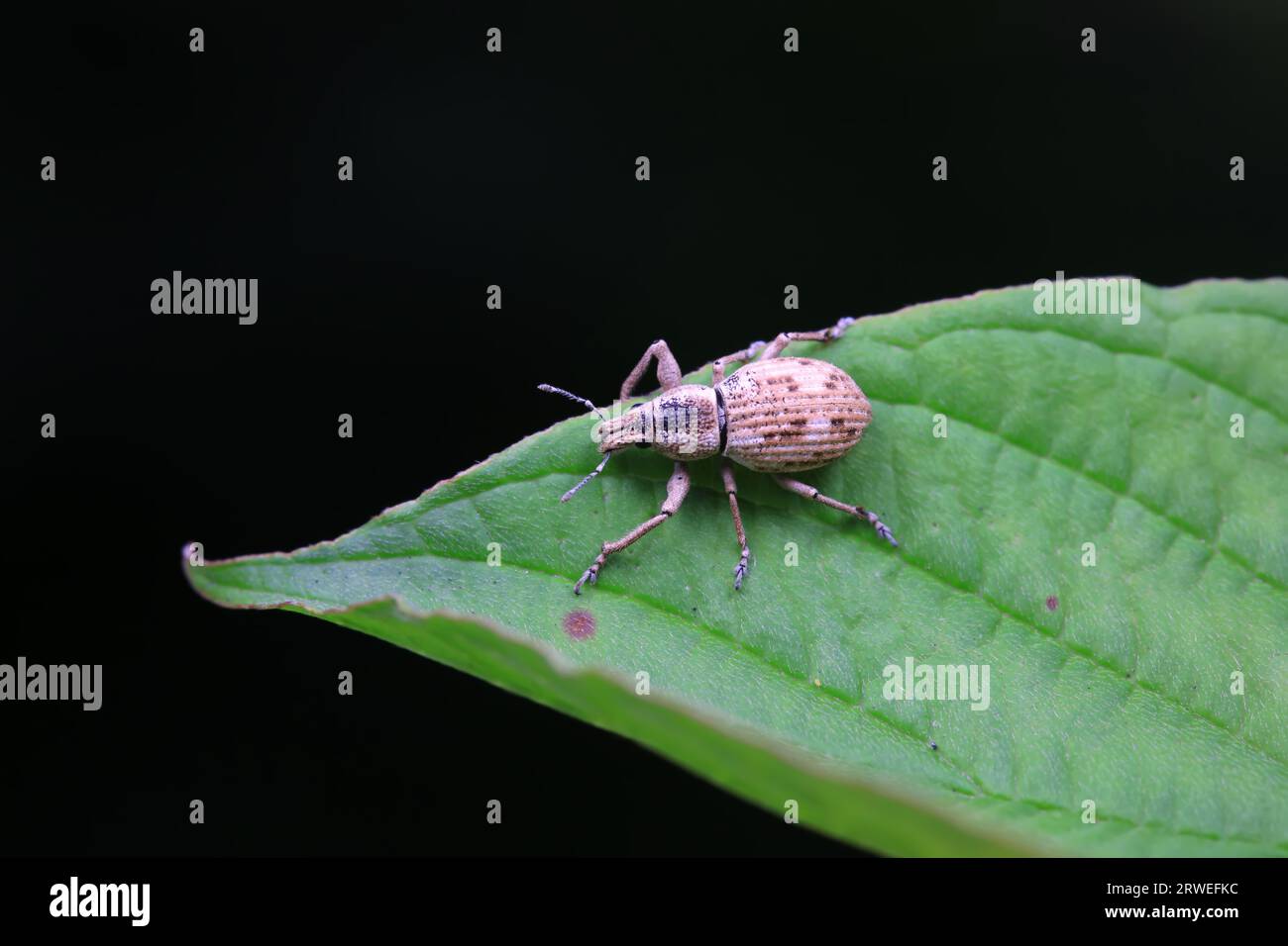 Weevil on wild plants, North China Stock Photo - Alamy
