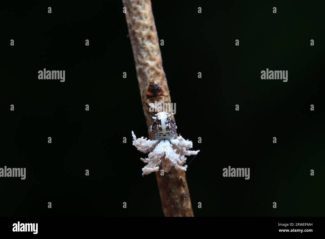 Hemiptera wax Cicadellidae insects on wild plants, North China Stock ...