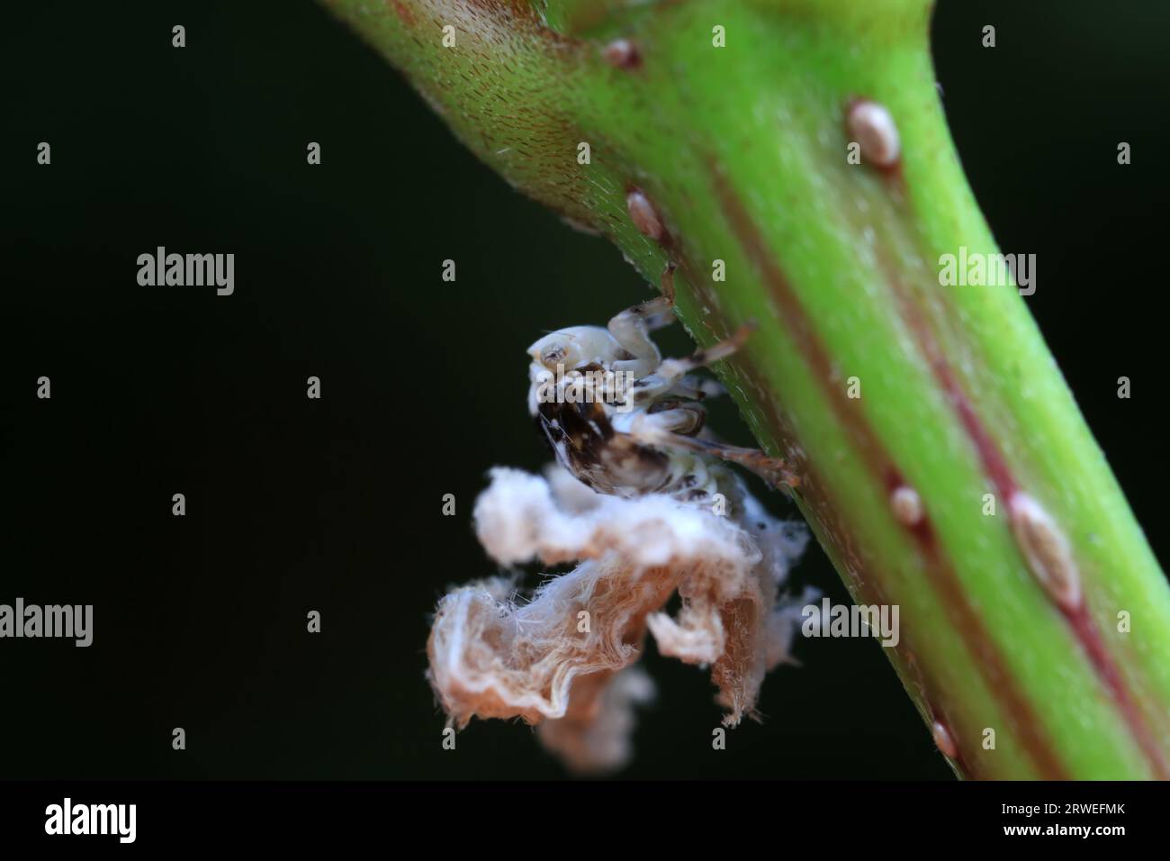 Hemiptera wax Cicadellidae insects on wild plants, North China Stock ...
