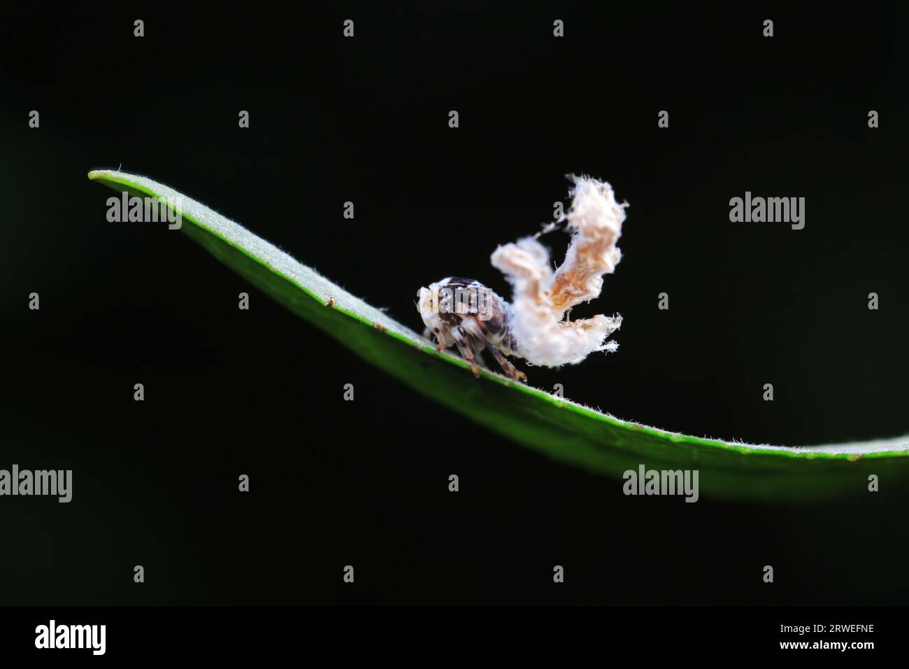 Hemiptera wax Cicadellidae insects on wild plants, North China Stock ...