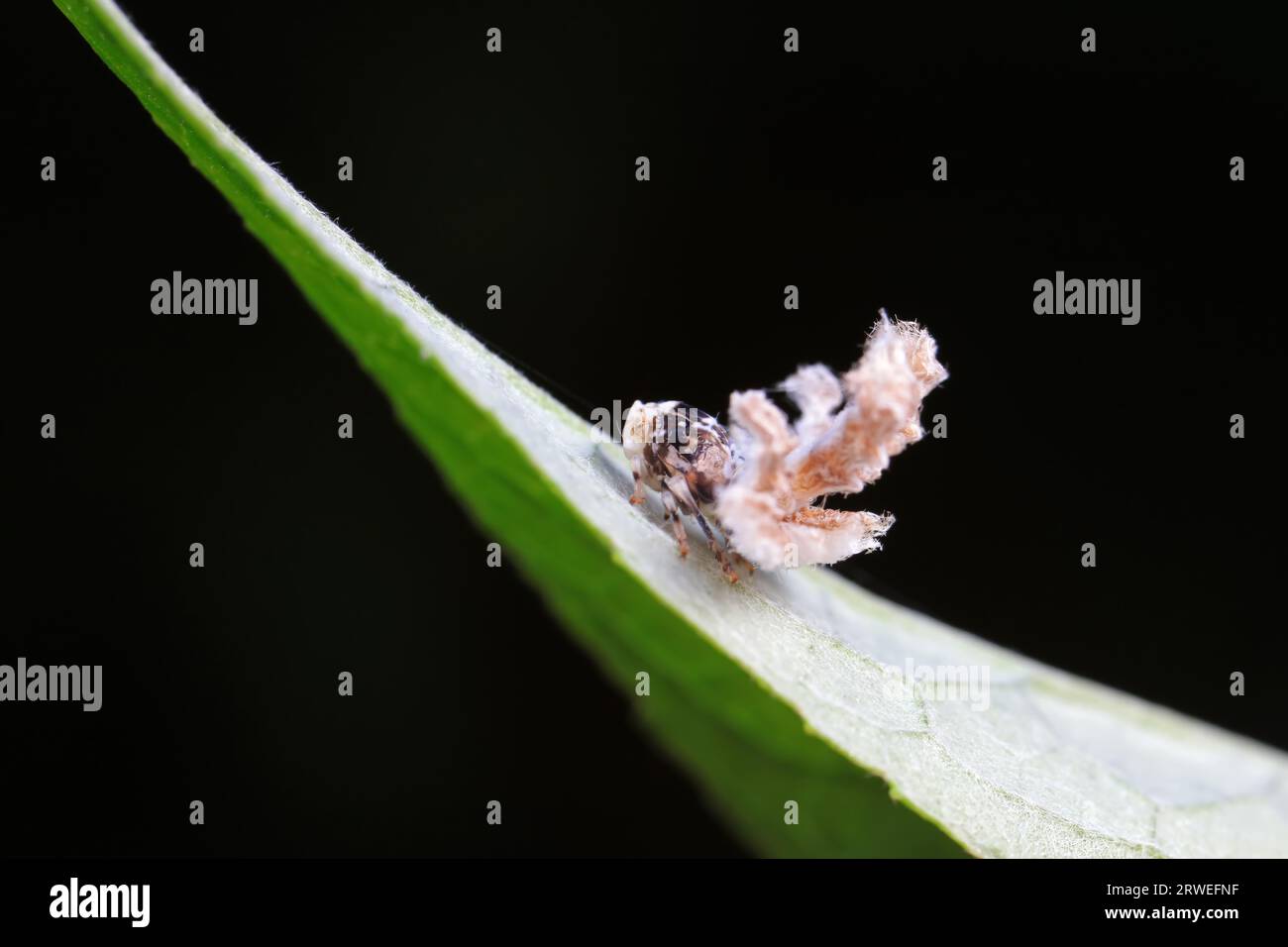 Hemiptera wax Cicadellidae insects on wild plants, North China Stock ...