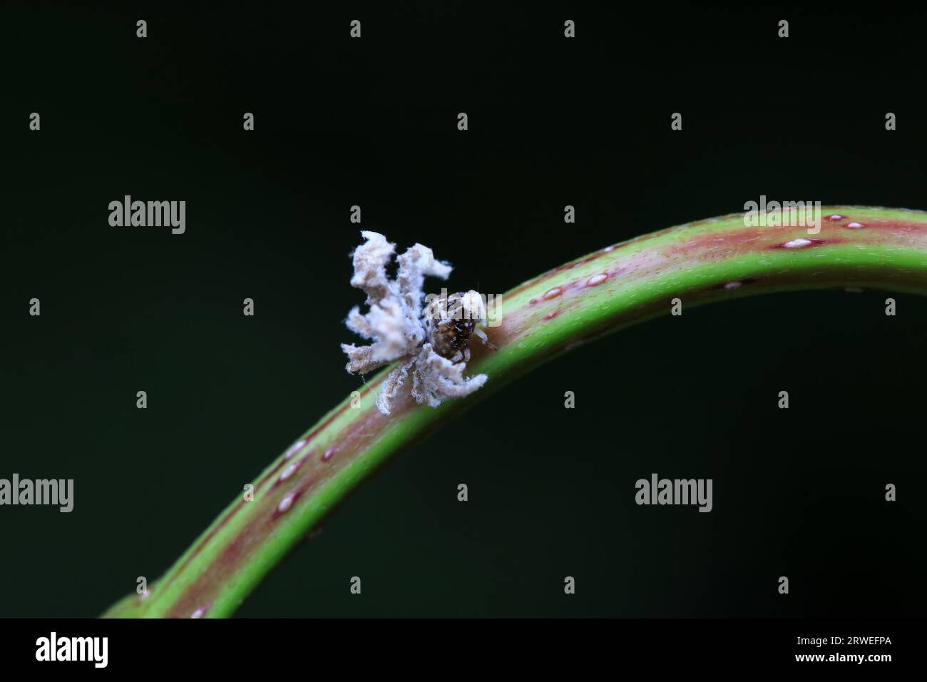 Hemiptera wax Cicadellidae insects on wild plants, North China Stock ...