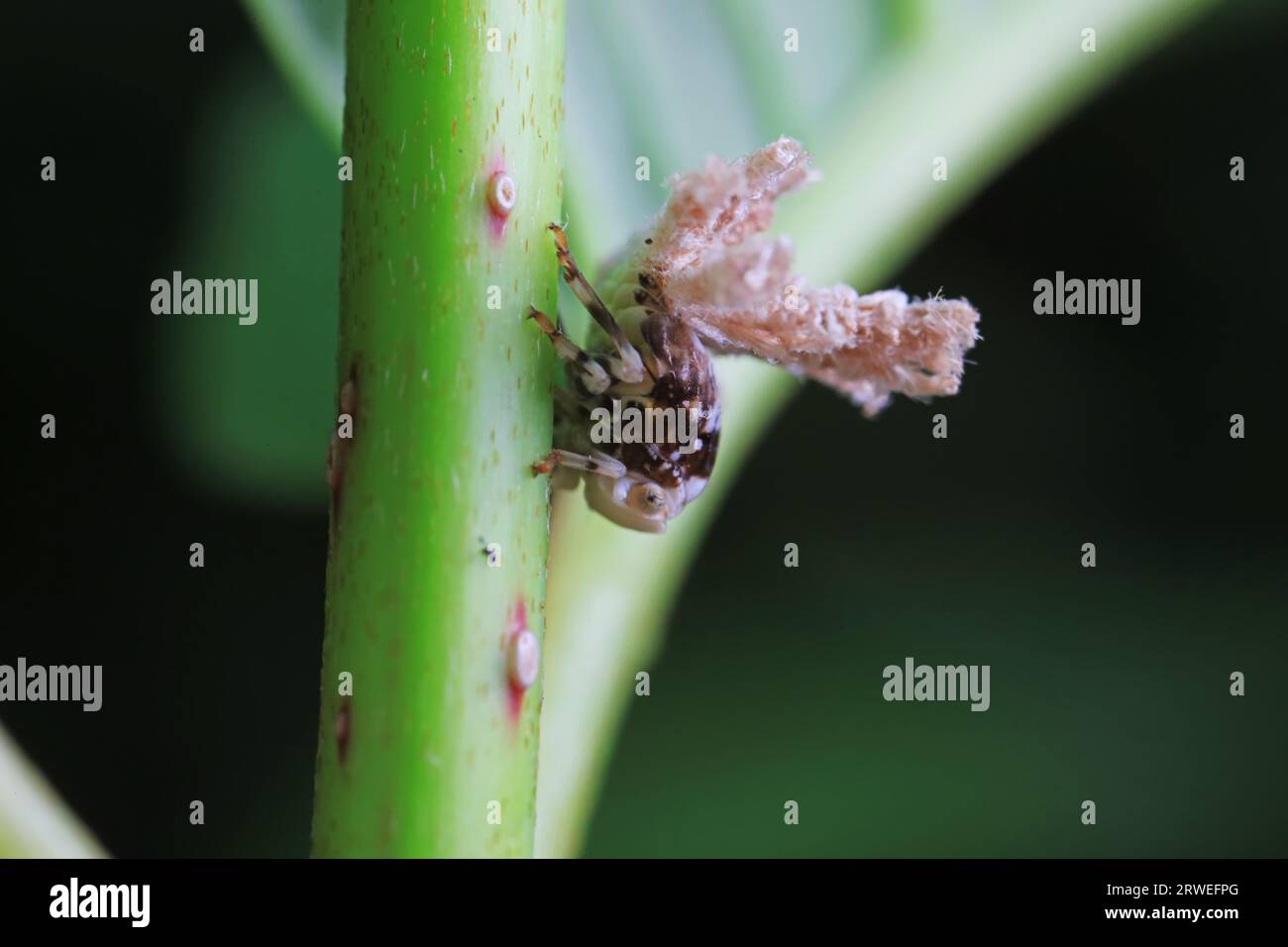Hemiptera wax Cicadellidae insects on wild plants, North China Stock ...