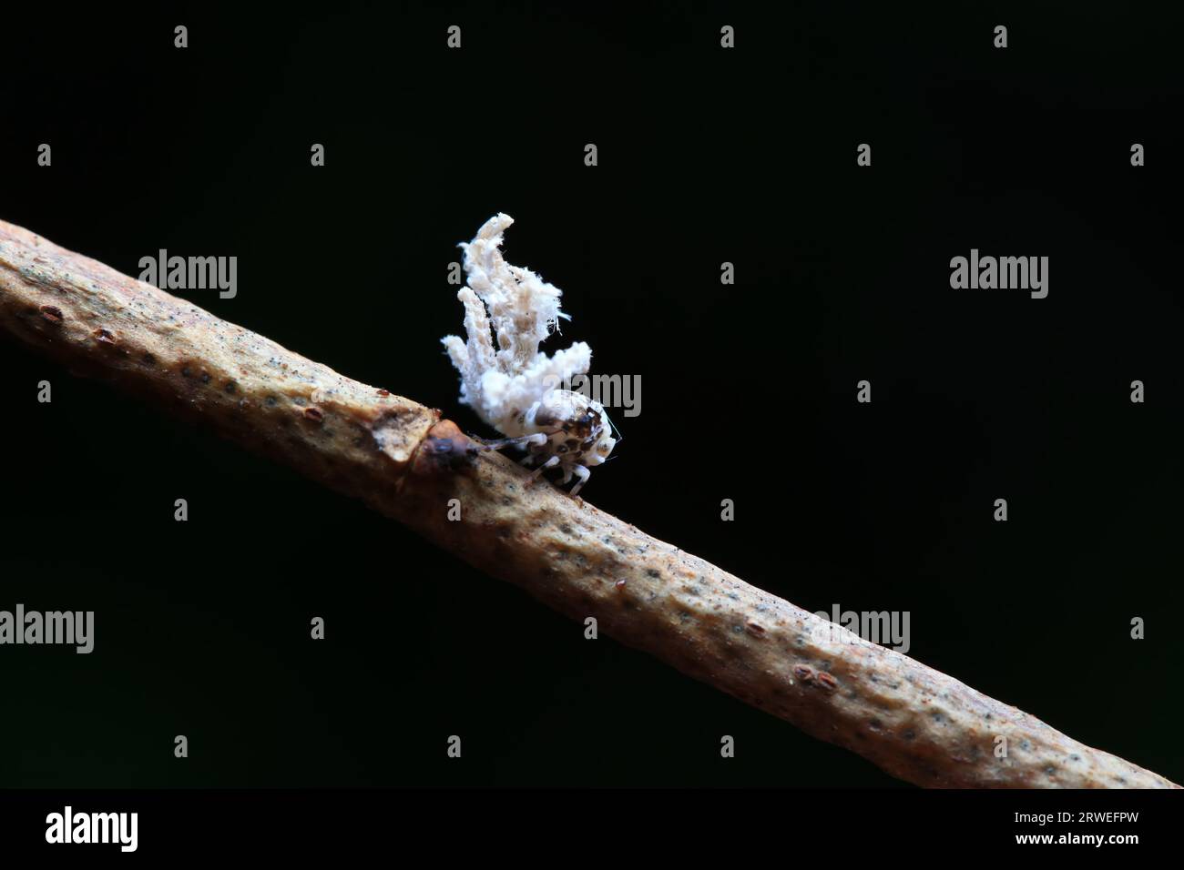 Hemiptera wax Cicadellidae insects on wild plants, North China Stock ...