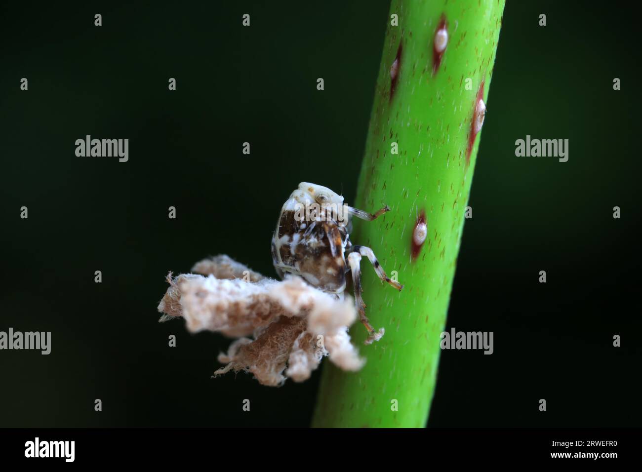 Hemiptera wax Cicadellidae insects on wild plants, North China Stock ...