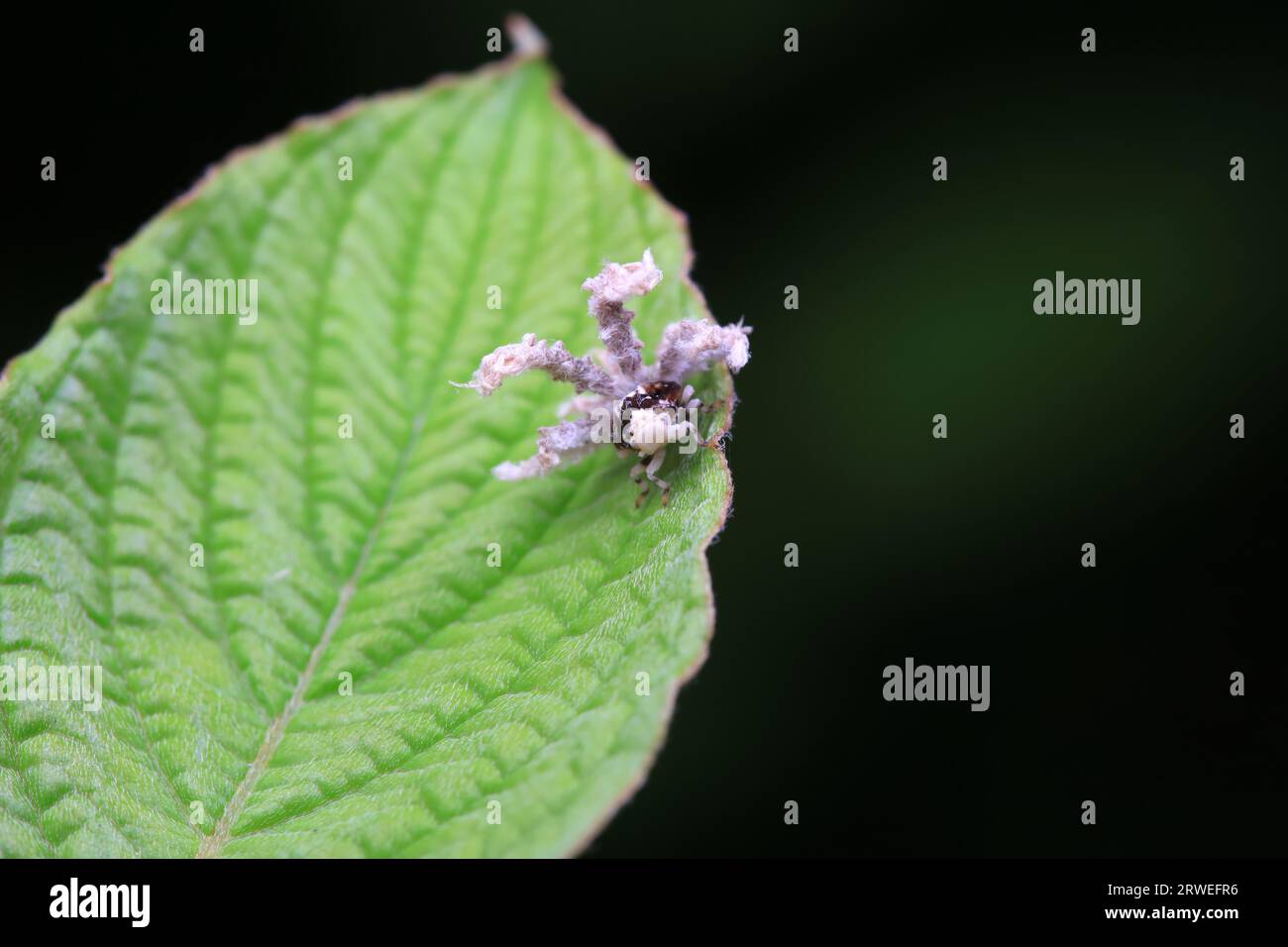 Hemiptera wax Cicadellidae insects on wild plants, North China Stock ...