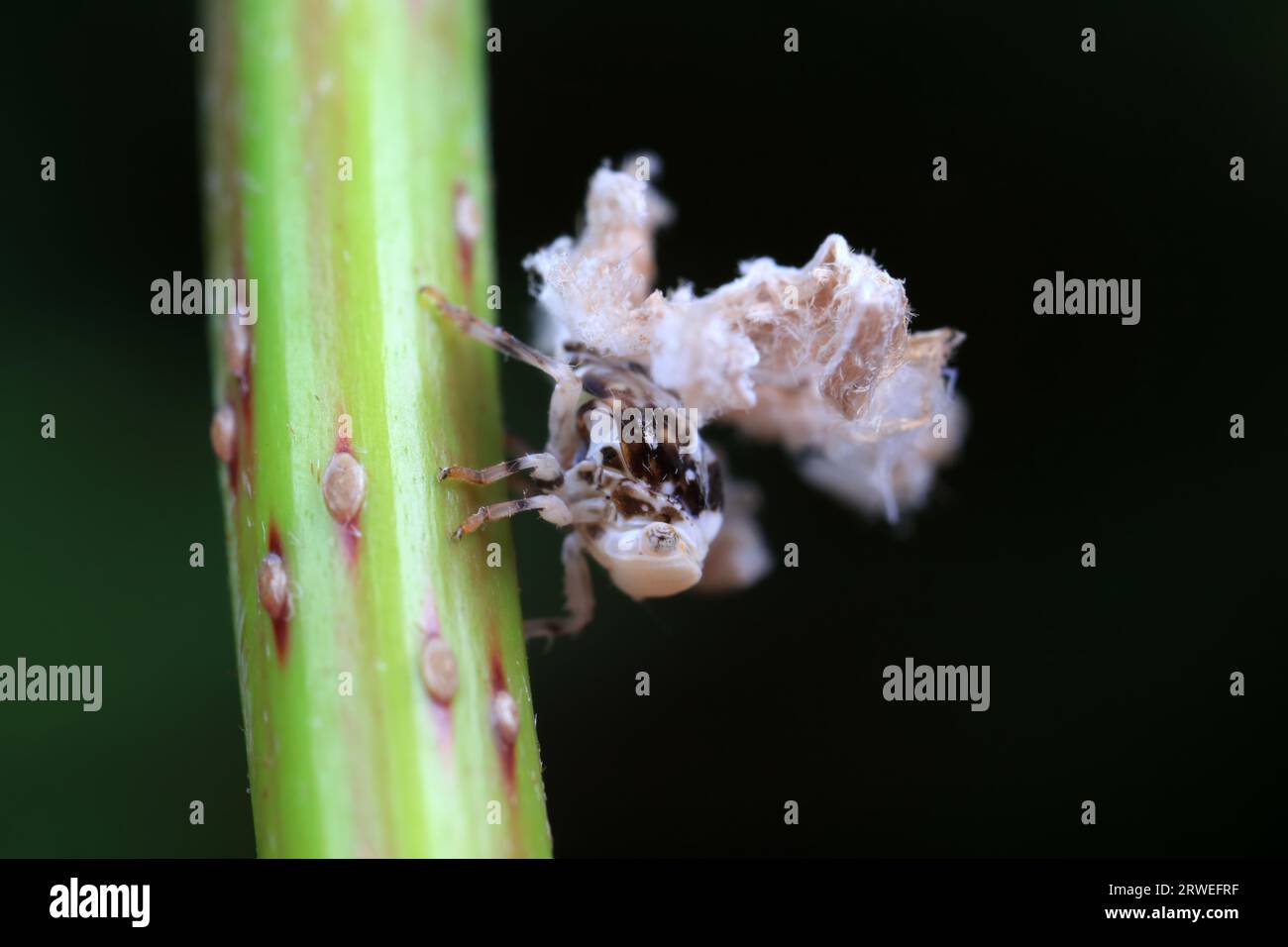 Hemiptera wax Cicadellidae insects on wild plants, North China Stock ...