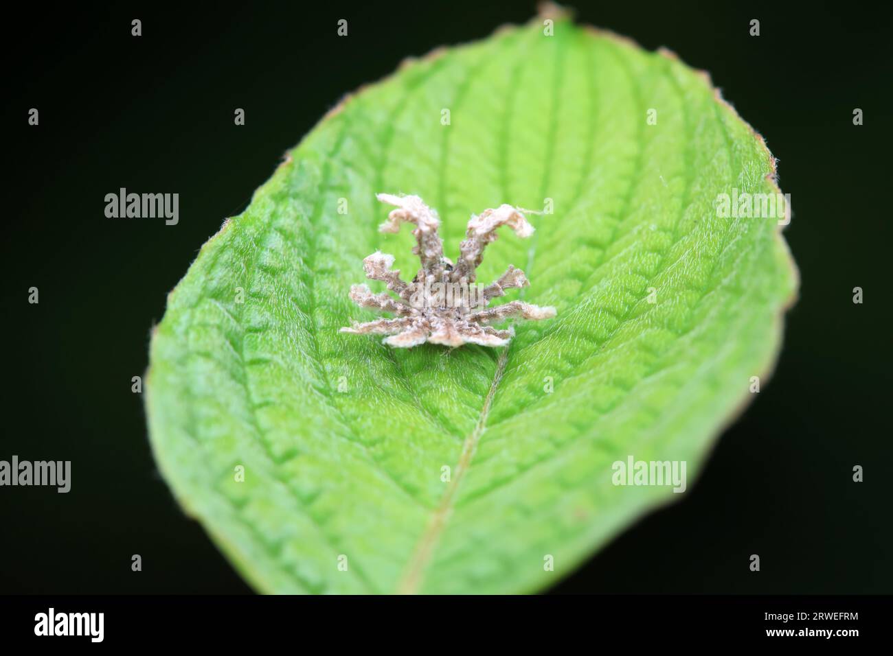 Hemiptera wax Cicadellidae insects on wild plants, North China Stock ...