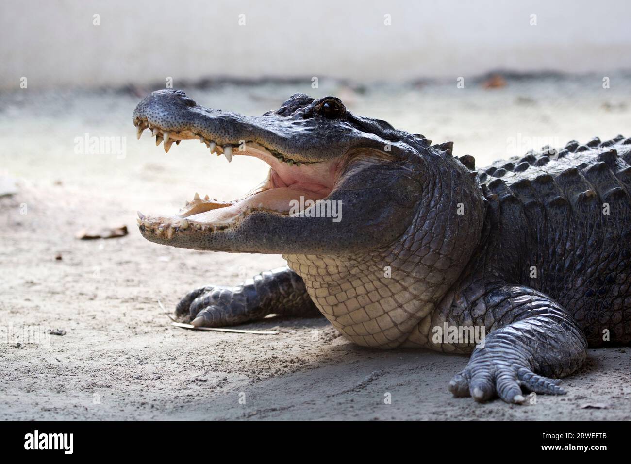 Crocodile in the wild in a clearing Stock Photo - Alamy