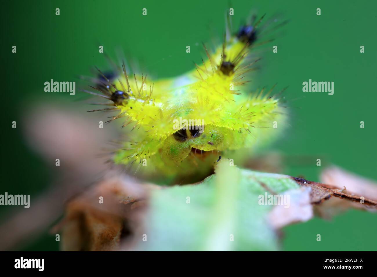 Lepidoptera larvae in the wild, North China Stock Photo - Alamy