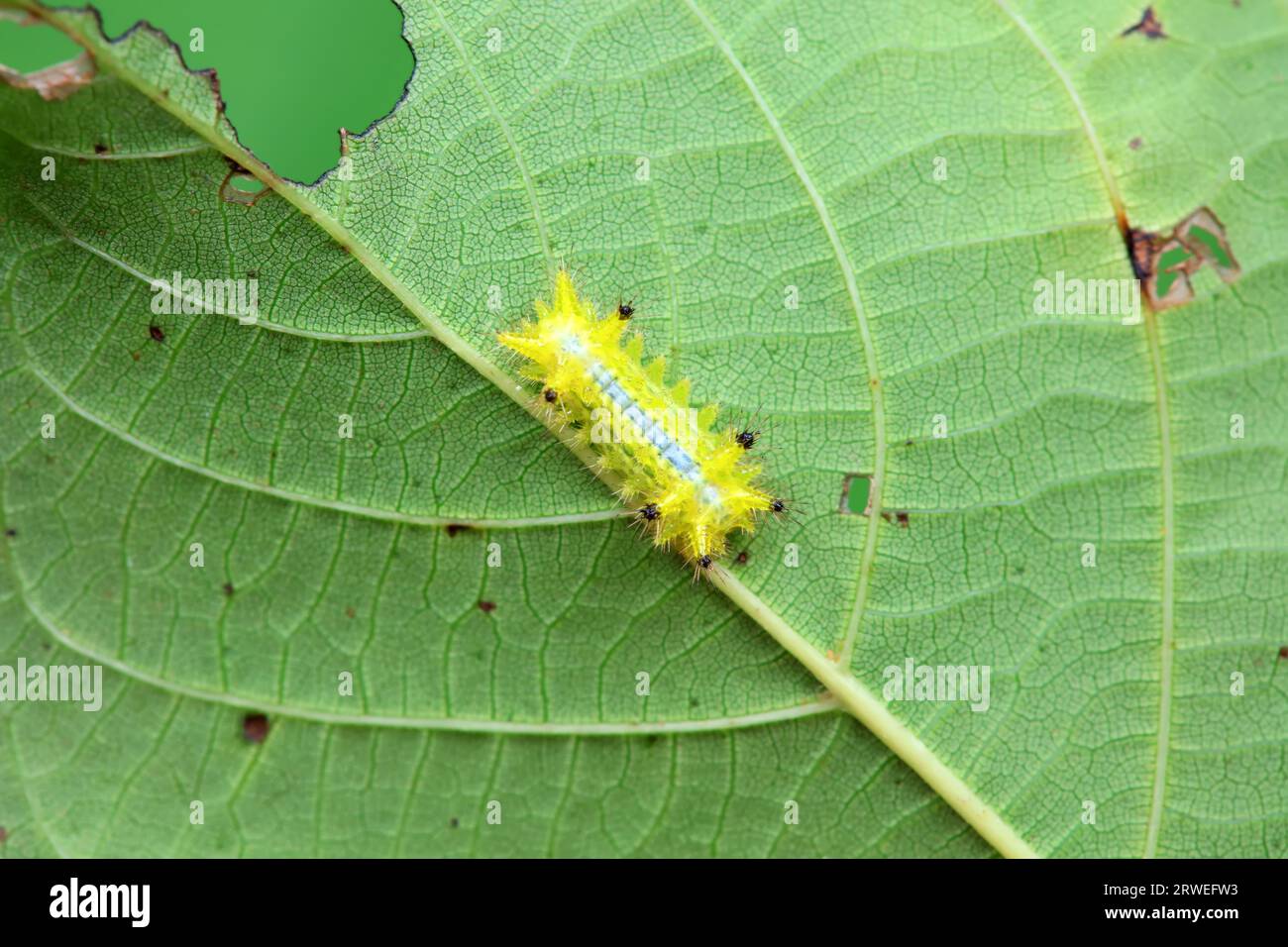 Lepidoptera larvae in the wild, North China Stock Photo - Alamy
