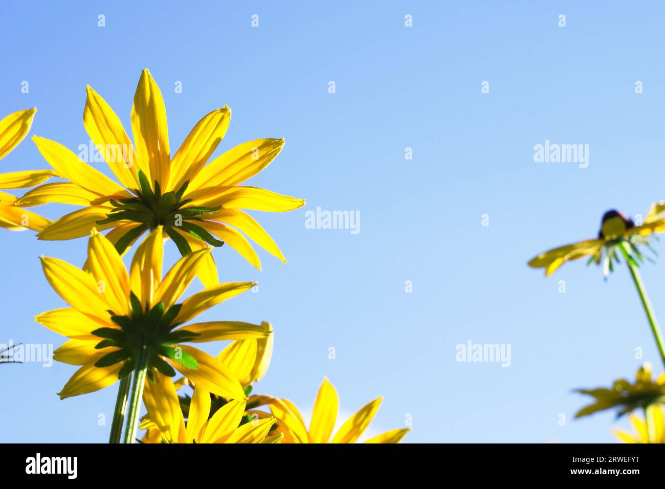Yellow rudbeckia in the garden Stock Photo - Alamy