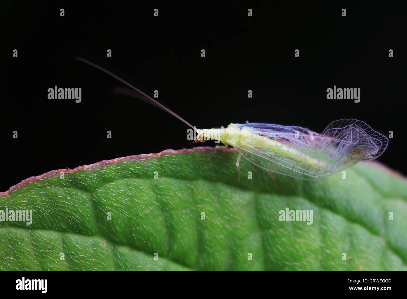 A functional insect of the order Neuroptera in the wild, North China ...
