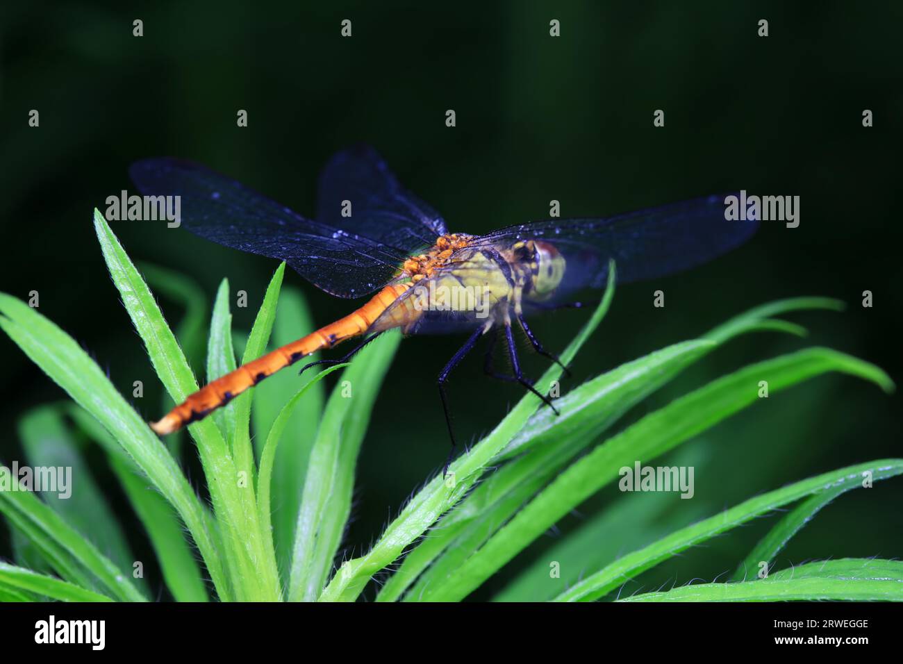 Dragonflies on wild plants, North China Stock Photo - Alamy
