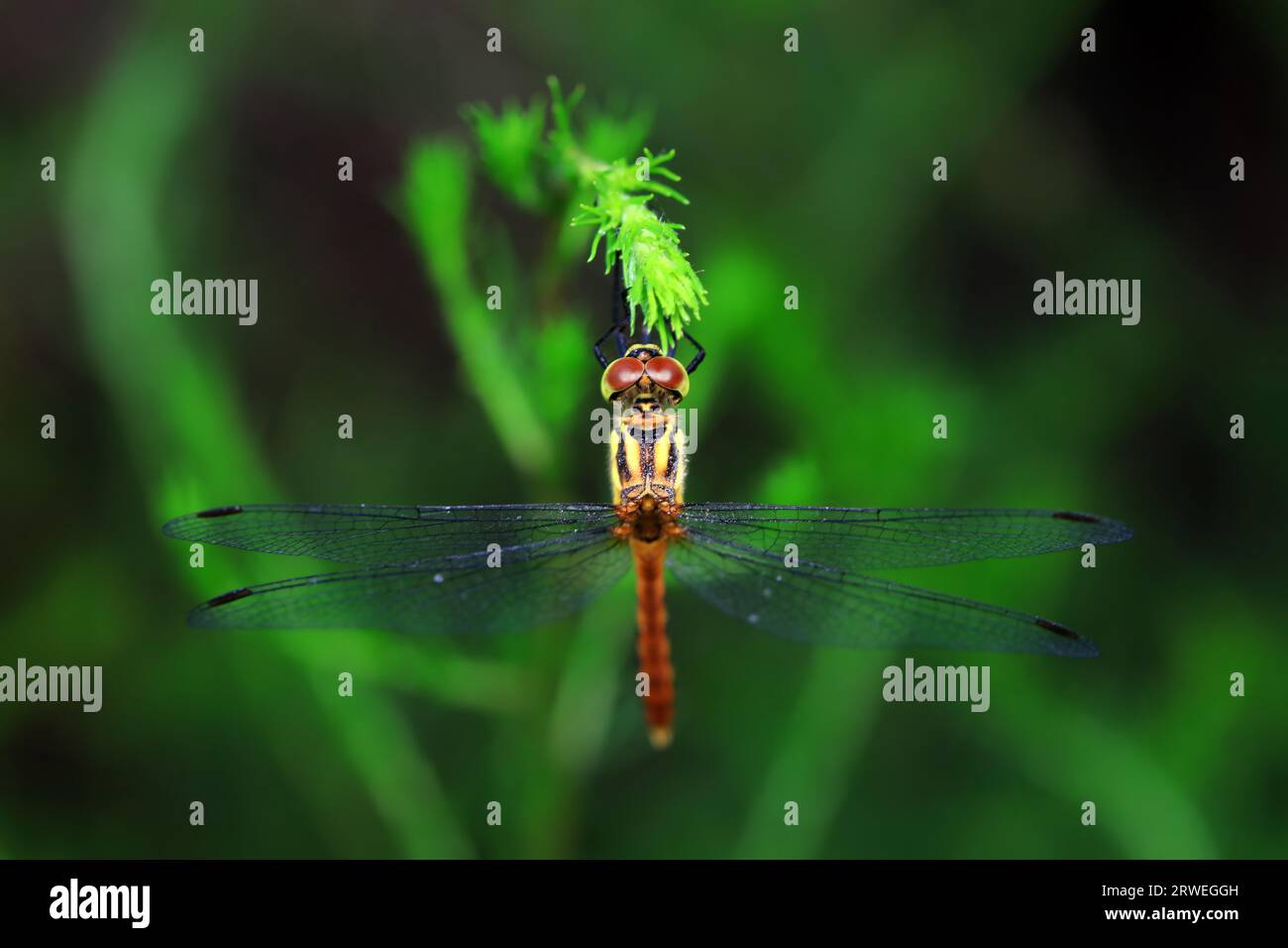 Dragonflies on wild plants, North China Stock Photo - Alamy