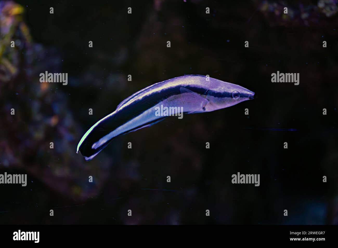 Bluestreak cleaner wrasse Stock Photo - Alamy