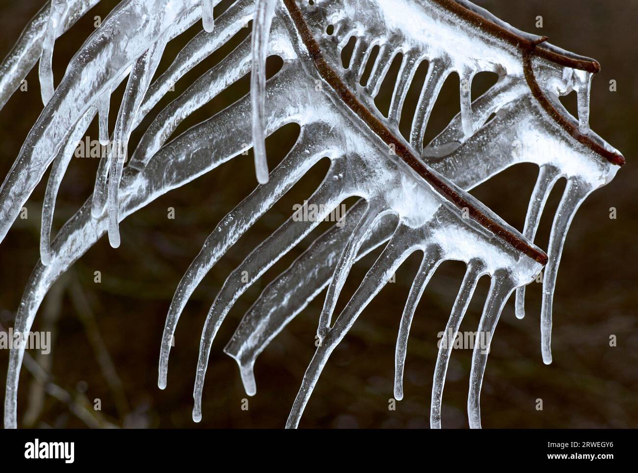 Iced branches hi-res stock photography and images - Alamy