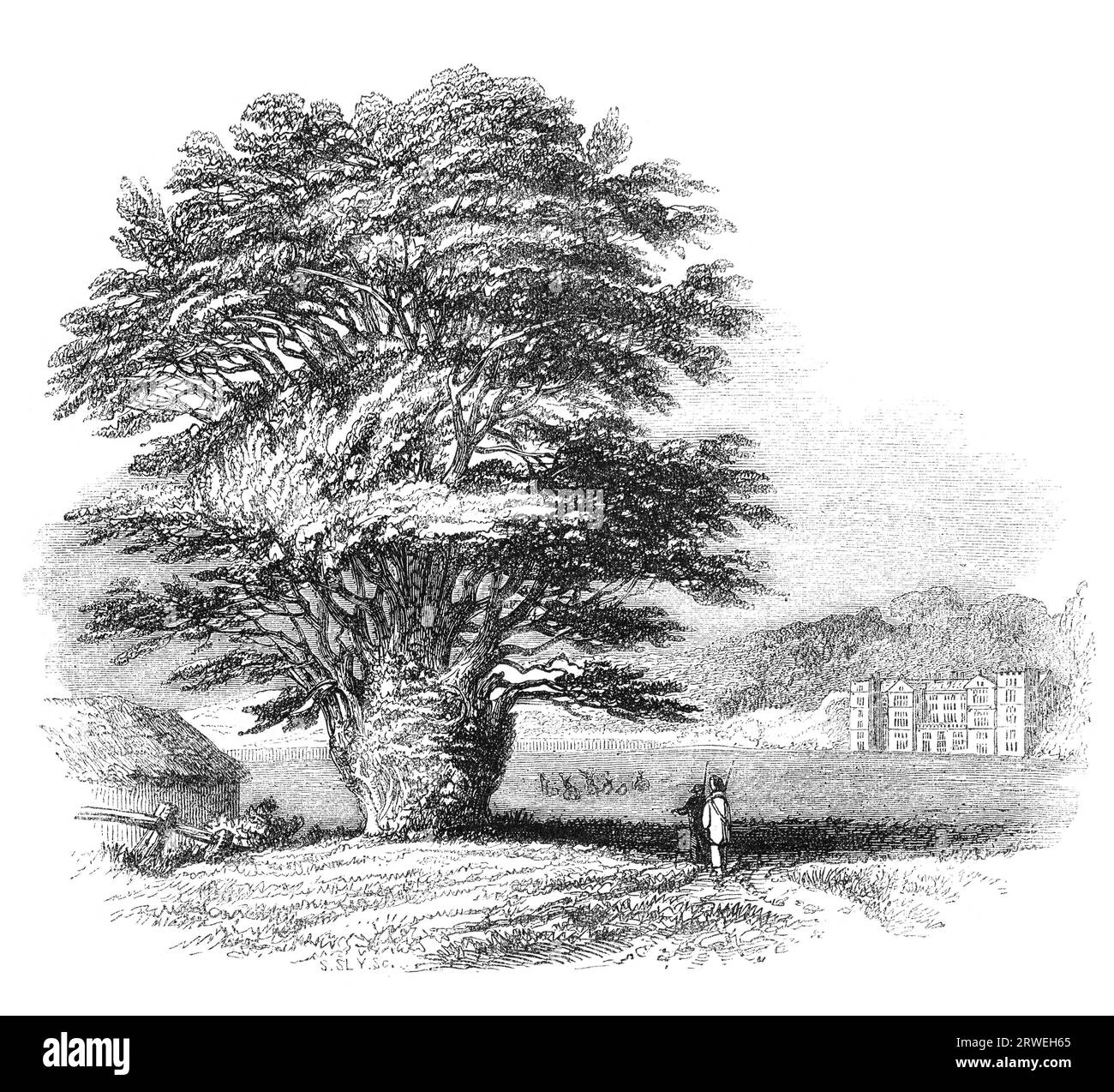 British yew tree Cut Out Stock Images & Pictures - Alamy