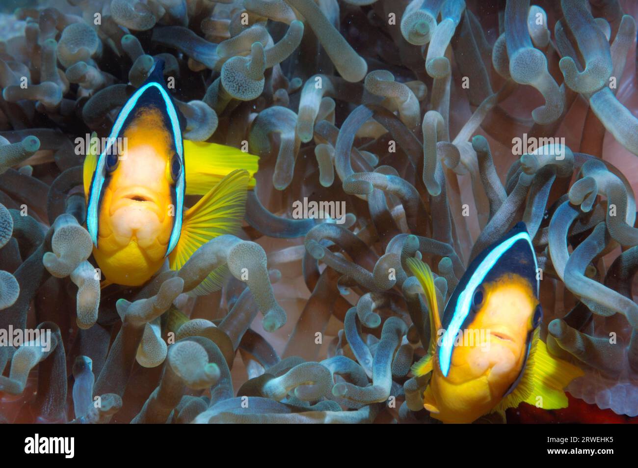 Funny clown fish hi-res stock photography and images - Alamy