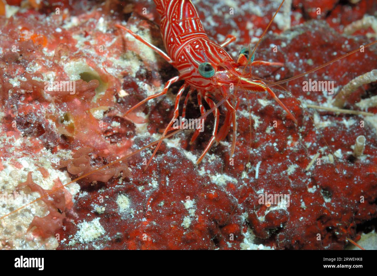 The Camel Shrimp is also known as the Hinge-beak Shrimp, Dancing Shrimp ...
