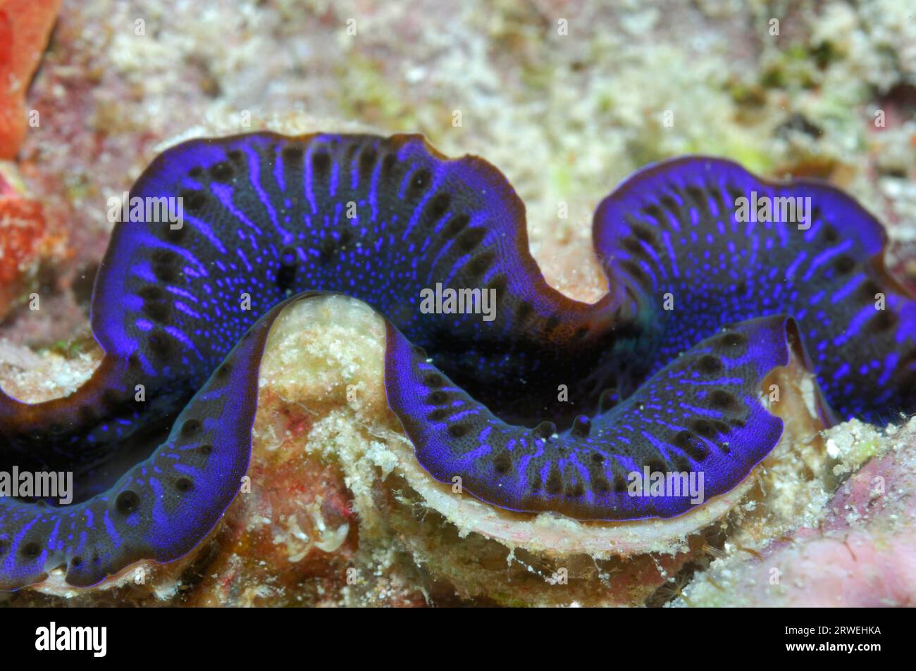 Giant clam maldives hi-res stock photography and images - Alamy