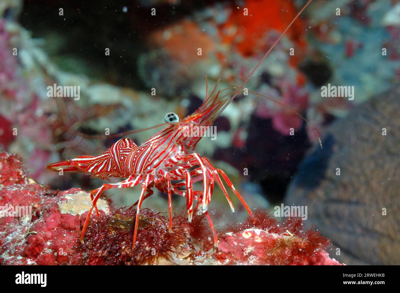 The Camel Shrimp is also known as the Hinge-beak Shrimp, Dancing Shrimp ...