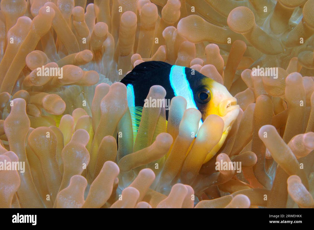 Funny clown fish hi-res stock photography and images - Alamy