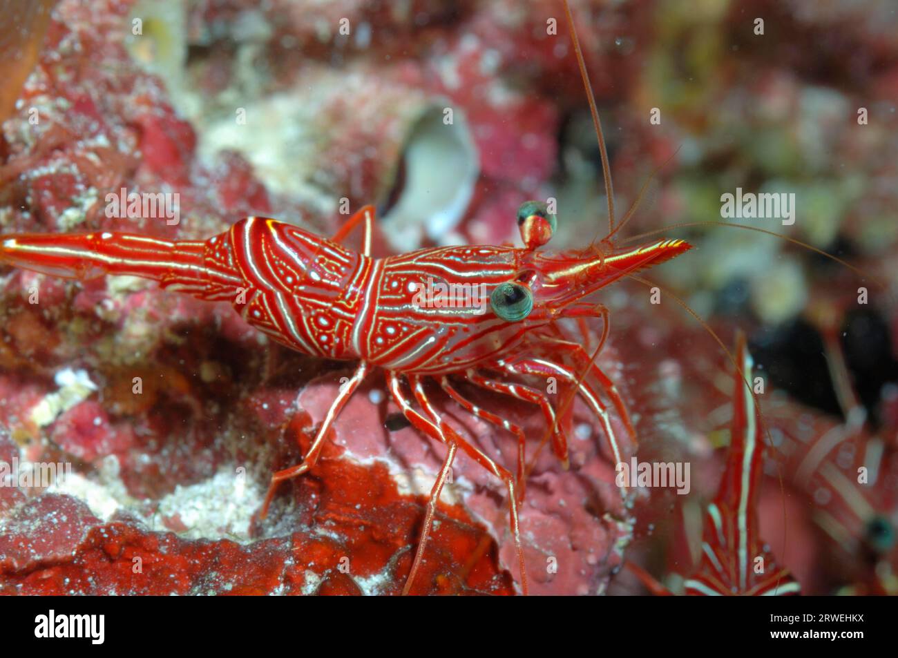 The Camel Shrimp is also known as the Hinge-beak Shrimp, Dancing Shrimp ...
