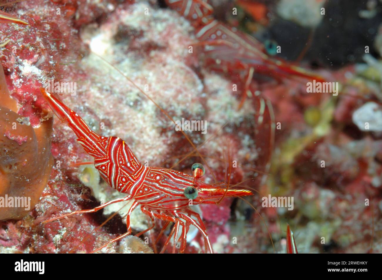 The Camel Shrimp is also known as the Hinge-beak Shrimp, Dancing Shrimp ...