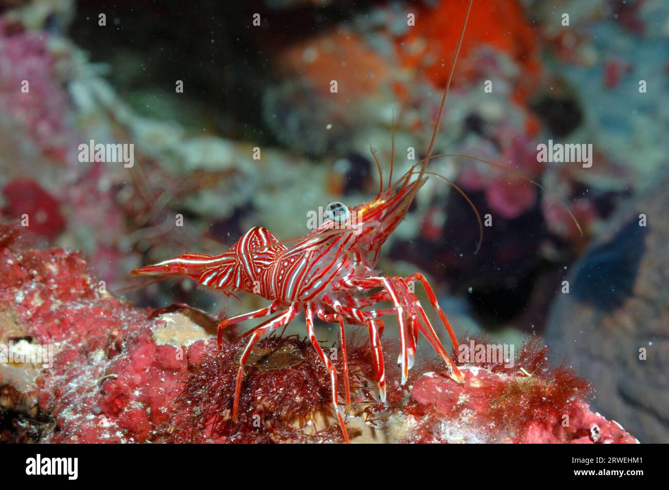 The Camel Shrimp is also known as the Hinge-beak Shrimp, Dancing Shrimp ...