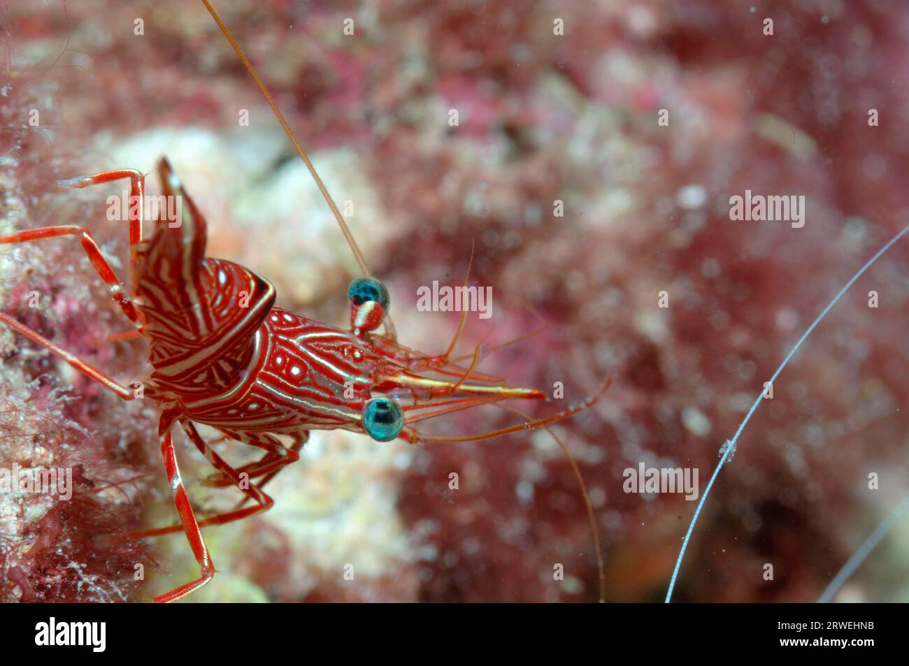 The Camel Shrimp is also known as the Hinge-beak Shrimp, Dancing Shrimp ...