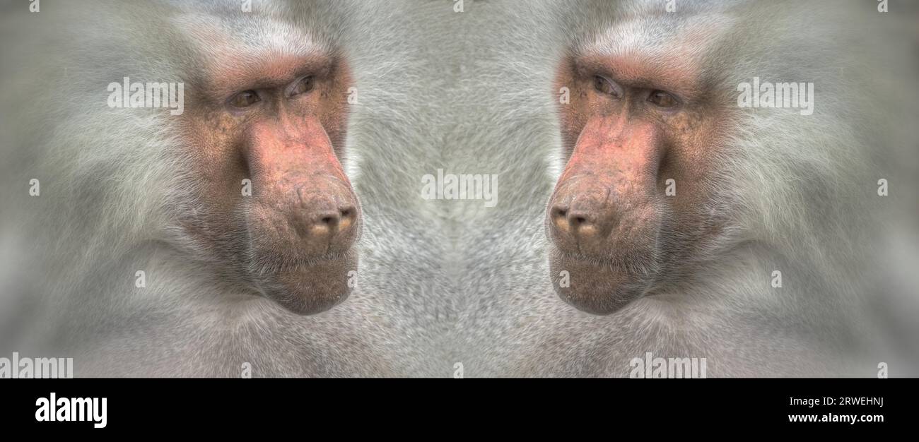 Monkey looking mirror hi-res stock photography and images - Alamy