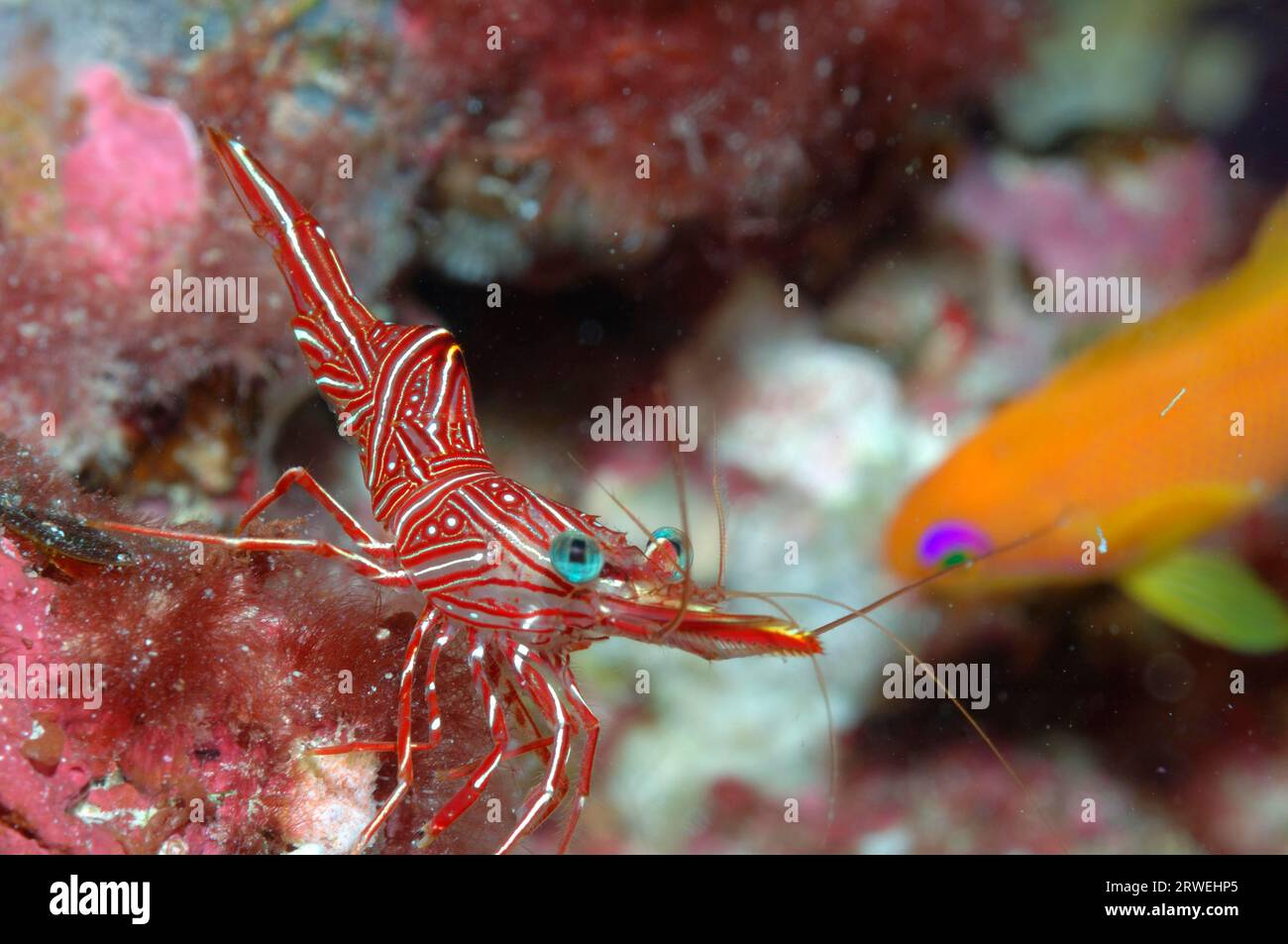 The Camel Shrimp is also known as the Hinge-beak Shrimp, Dancing Shrimp ...