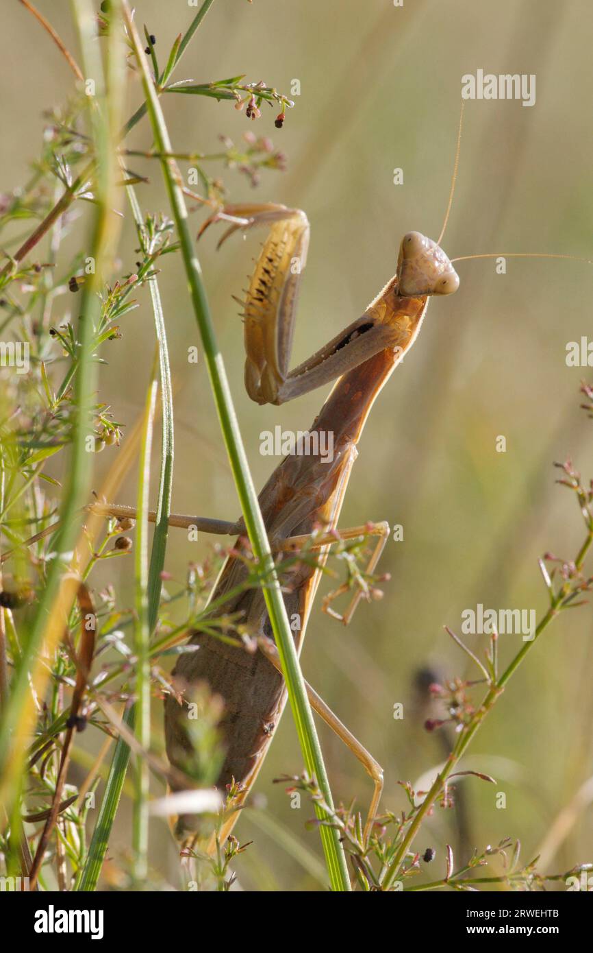 A praying mantis in its natural environment Stock Photo - Alamy