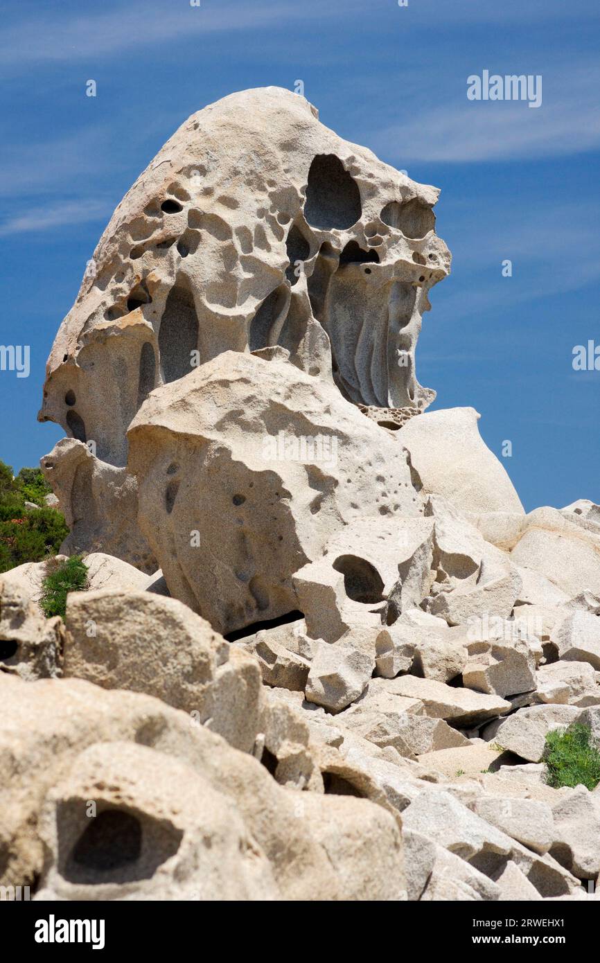 Bone formation hi-res stock photography and images - Alamy