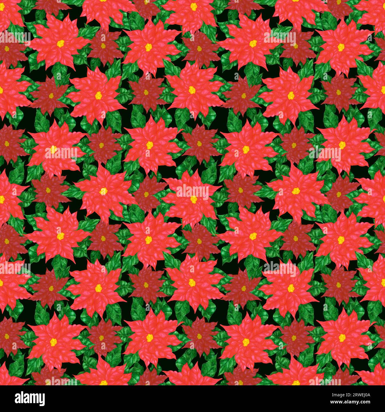 Hand drawn watercolor poinsettia flowers seamless patten isolated on ...