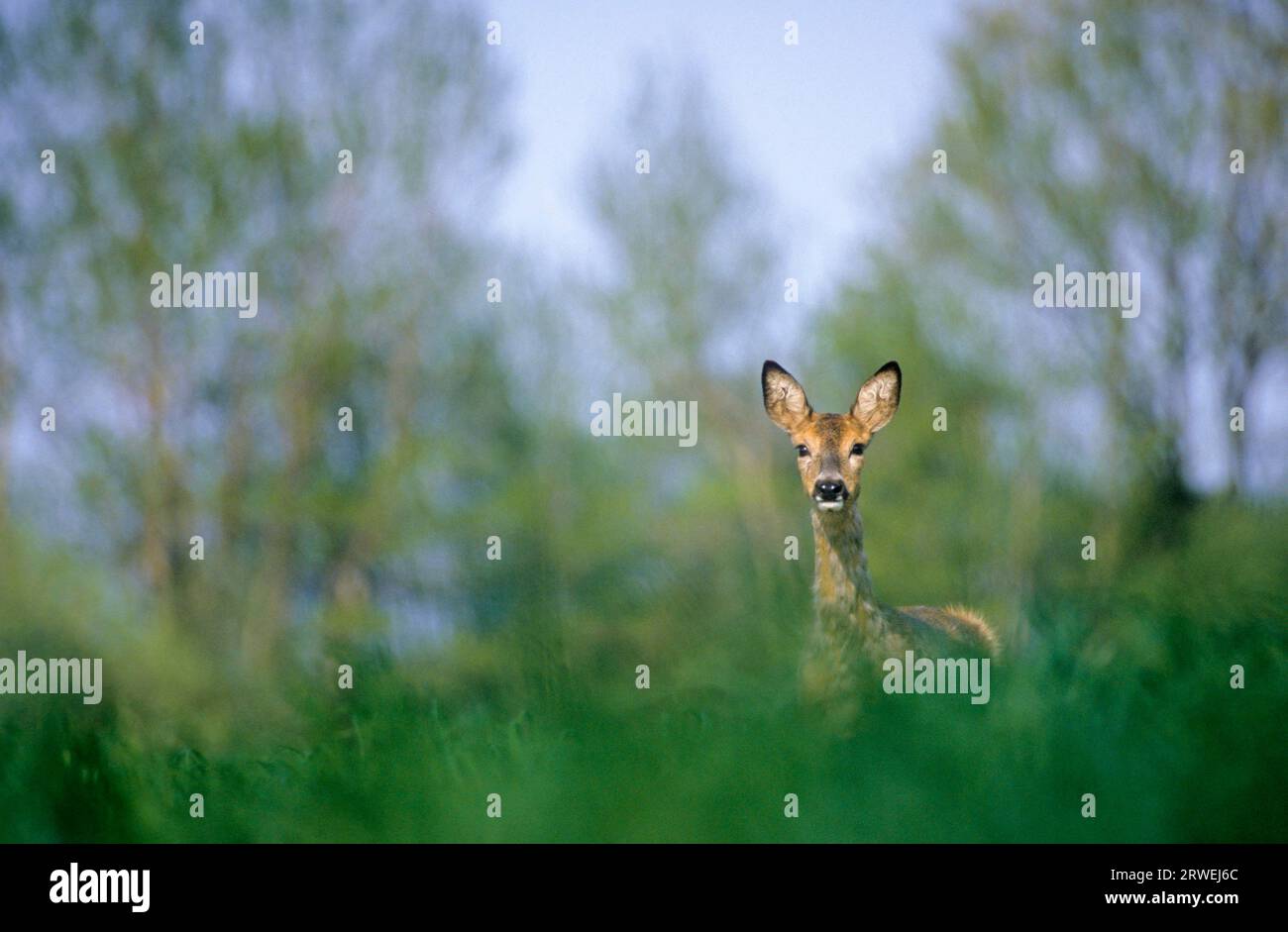 Ricke aeugt zum Fotografen (Reh) (Rehwild), Rehboecke schauen zum ...