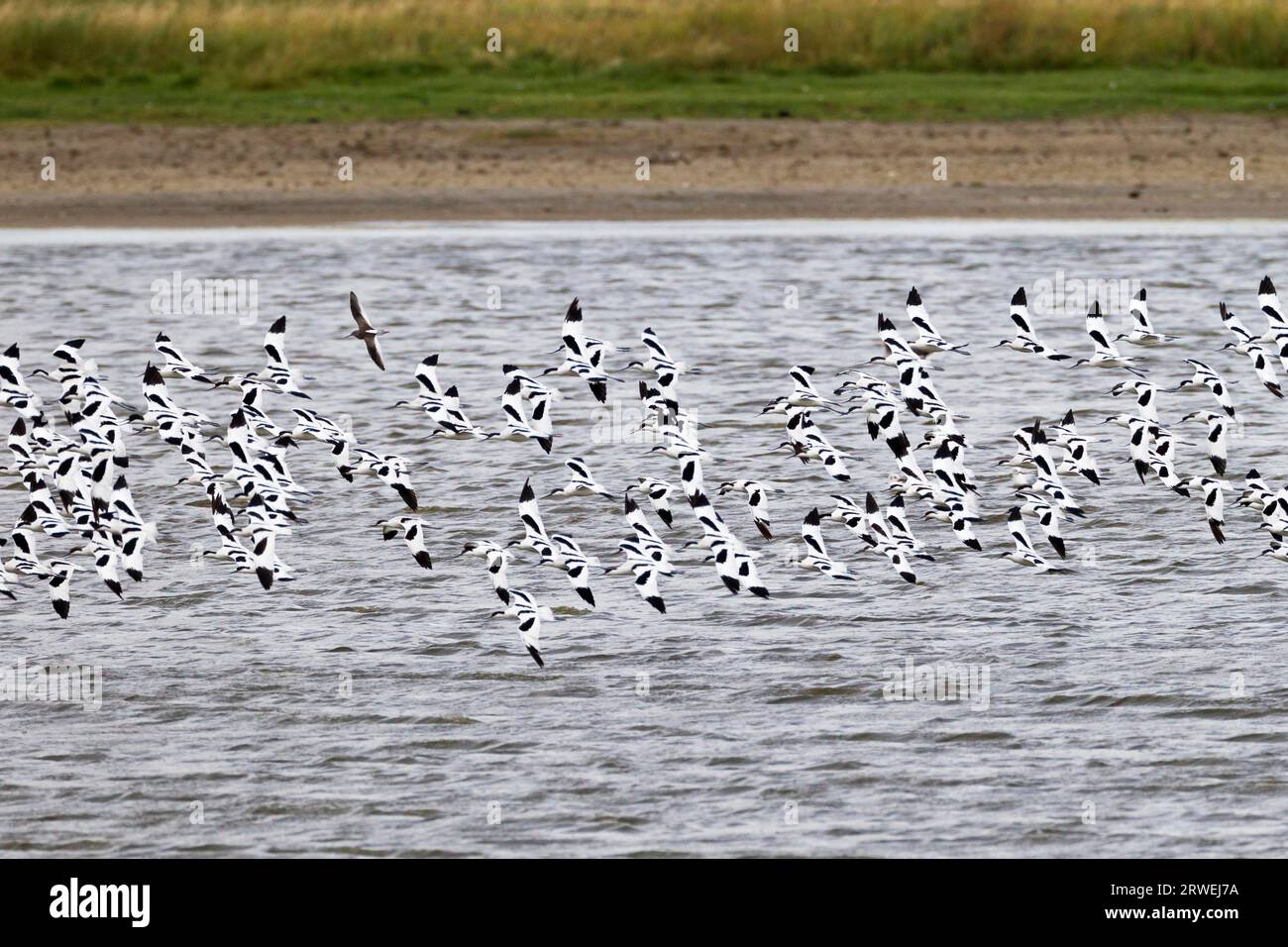White markings in flight hi-res stock photography and images - Alamy