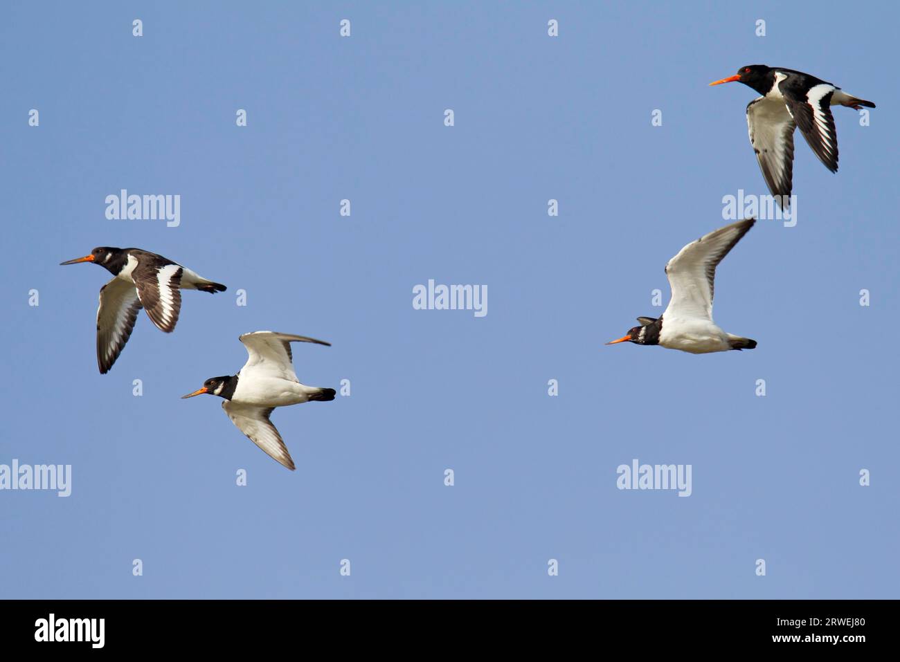 Eurasian oystercatcher (Haematopus ostralegus) important features in ...