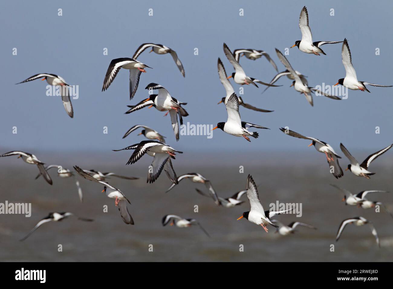 Eurasian oystercatcher (Haematopus ostralegus) important features in ...