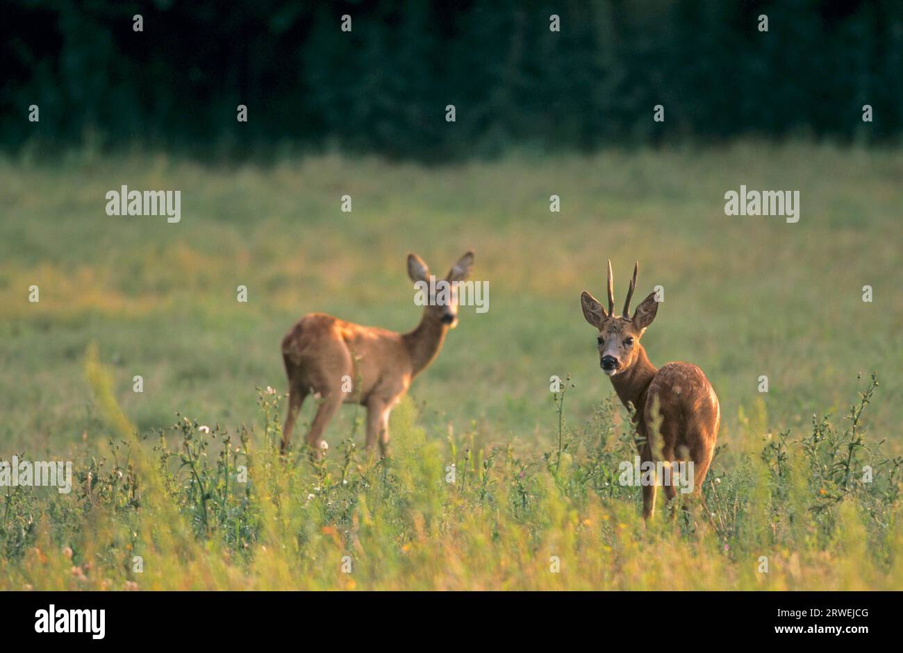 Roe Deer buck and doe in the rut standing in a forest meadow (european ...